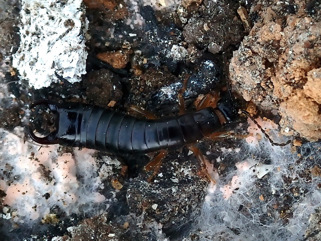 Extant Earwigs from Canberra Central, ACT, Australia on March 27, 2022 ...