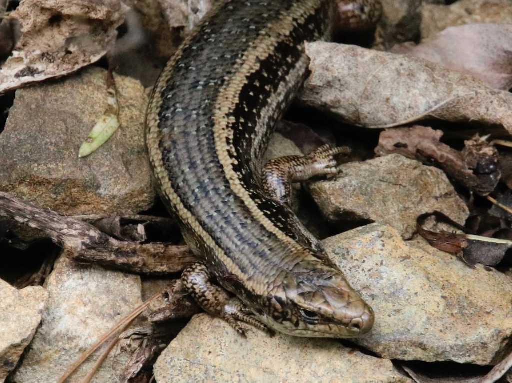 Northern Spotted Skink in March 2022 by kiwihunter · iNaturalist