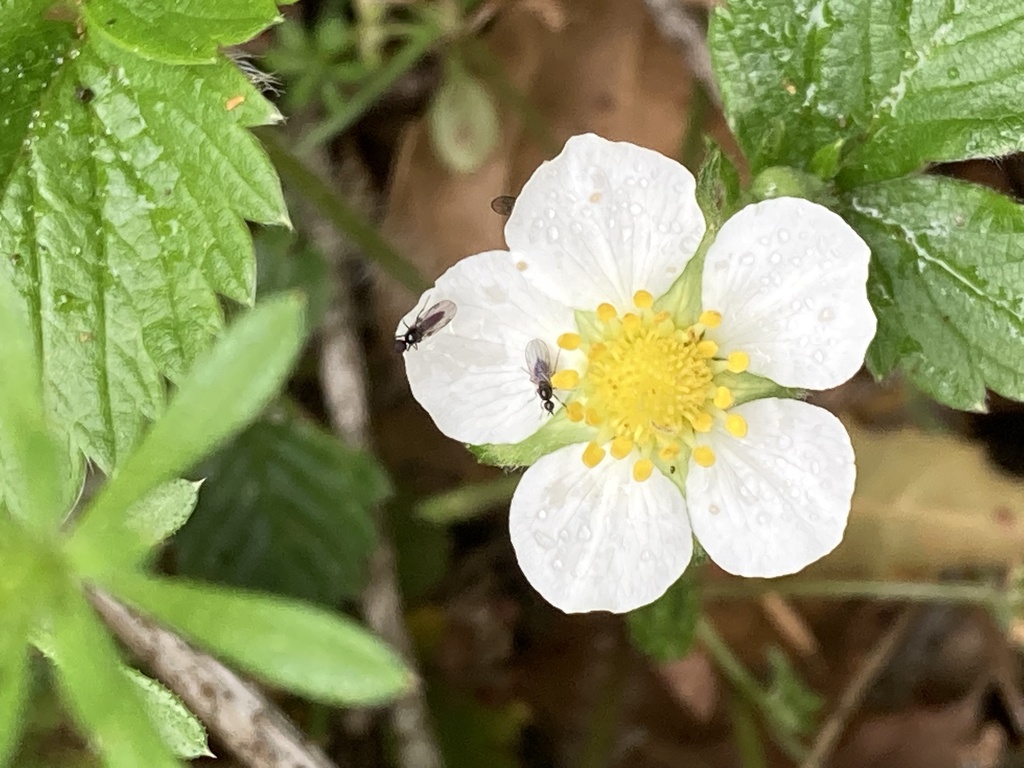 Flies in March 2022 by skfork. on wild strawberry · iNaturalist