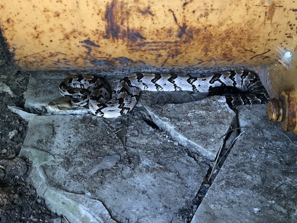 Timber Rattlesnake from Sweeny, TX 77480, Sweeny, TX, US on May 18 ...