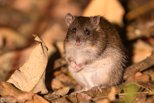 Canefield Rat (Rattus sordidus) · iNaturalist United Kingdom