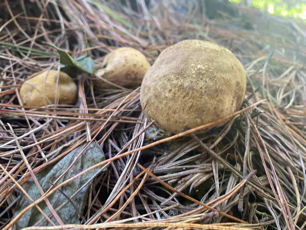 earthballs from Rotorua, Horohoro, Waikato, NZ on April 02, 2022 at 07: ...