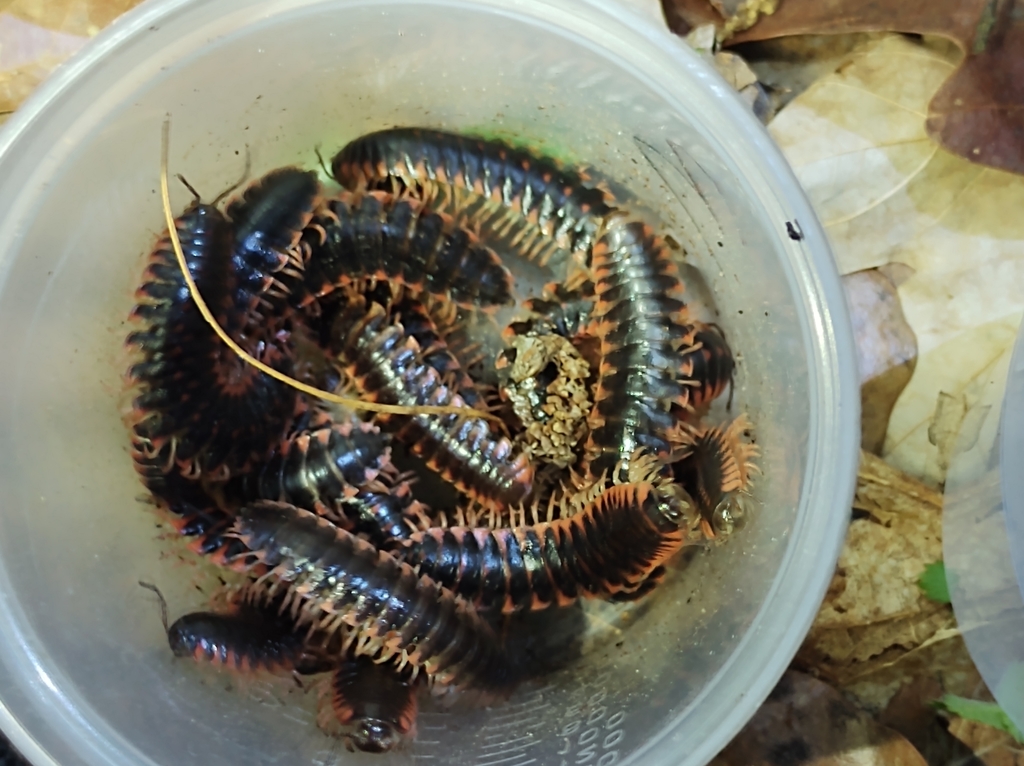 Georgia Flat-backed Millipede from Baldwin County, GA, USA on April 02 ...