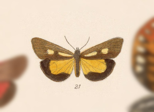 Virbia feronia · iNaturalist Mexico