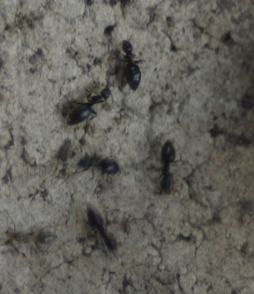 albipes-group Pale-footed Ants from Maryborough QLD 4650, Australia on ...