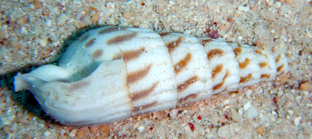 Banded Creeper on February 22, 2017 at 10:53 AM by Andrew Parker ...