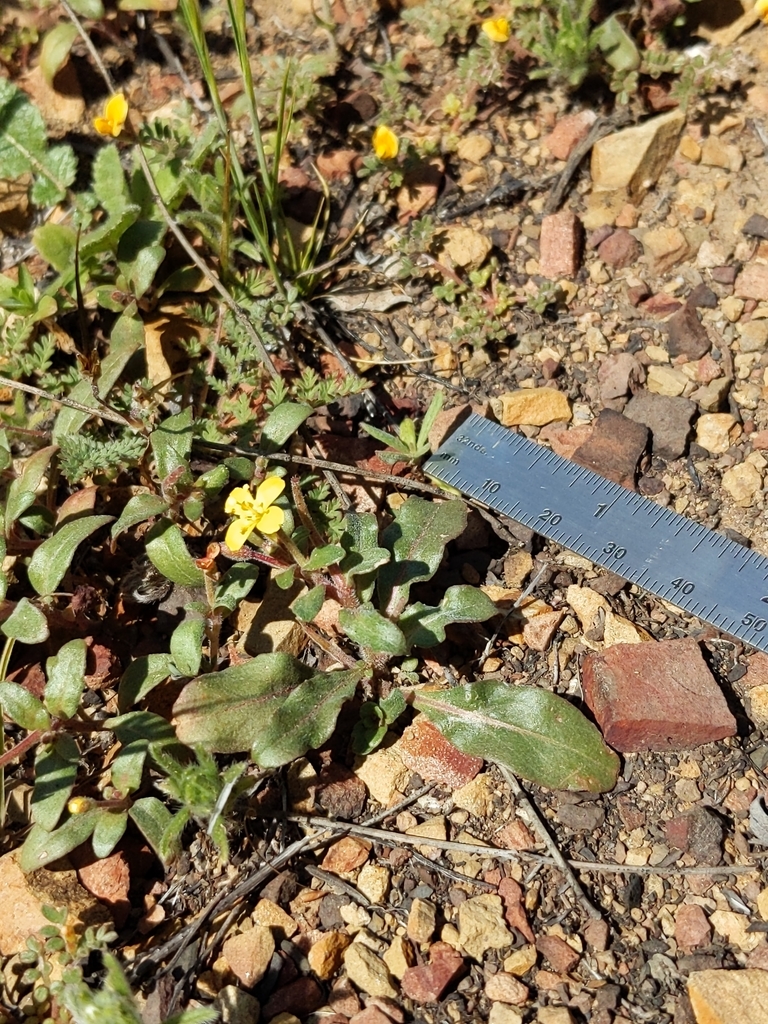 Jurupa Hills Sun Cup from Orange County, Cleveland National Forest, US ...