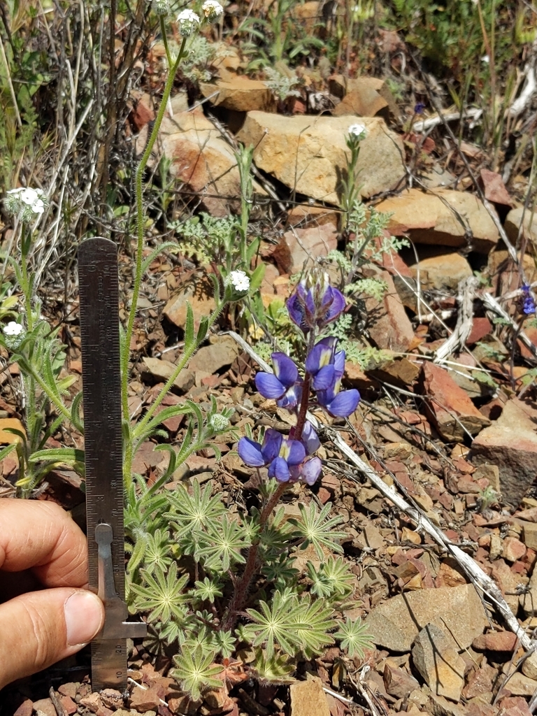 Coulter's lupine from Cleveland National Forest, Riverside County, US ...