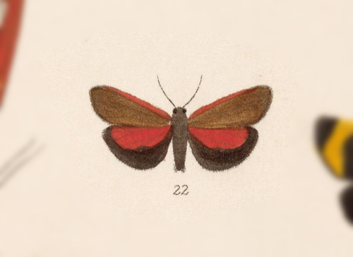 Virbia mirma · iNaturalist