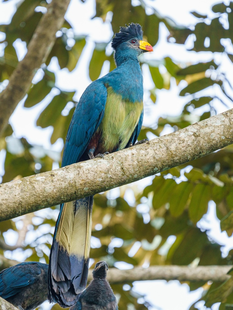 Turacos (Musophagiformes) - Avian Discovery