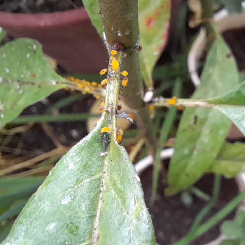 Variegated Lady Beetle from Plympton SA 5038, Australia on April 02 ...