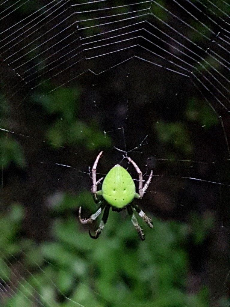 Green Orbweb Spider from Roseneath, Wellington, New Zealand on April 02 ...