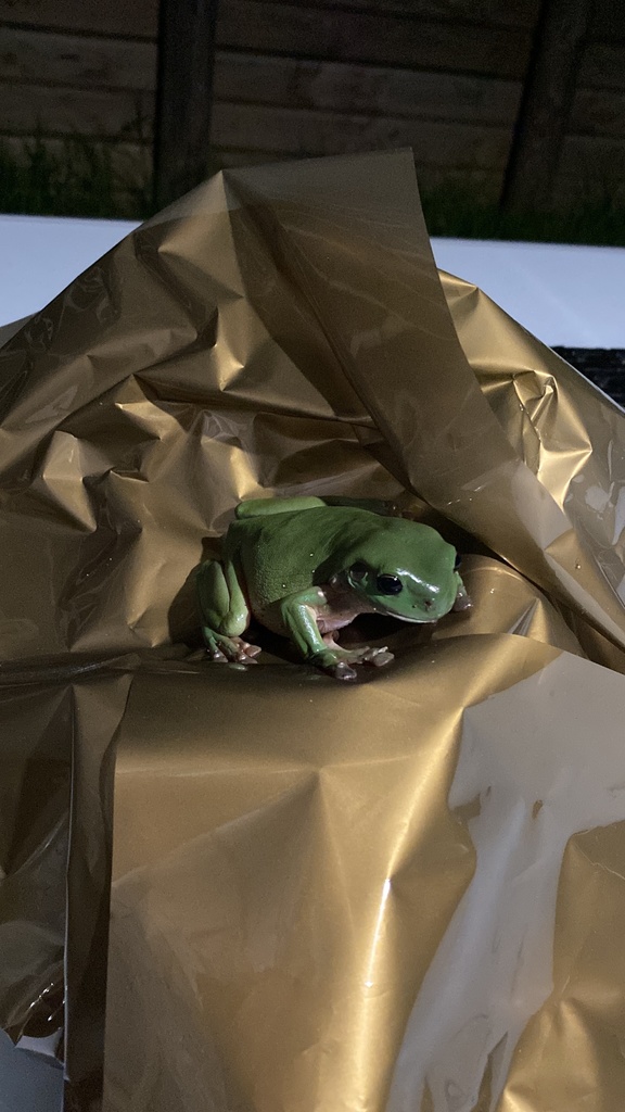 Australian Green Tree Frog from Jersey St, Gillieston Heights, NSW, AU ...