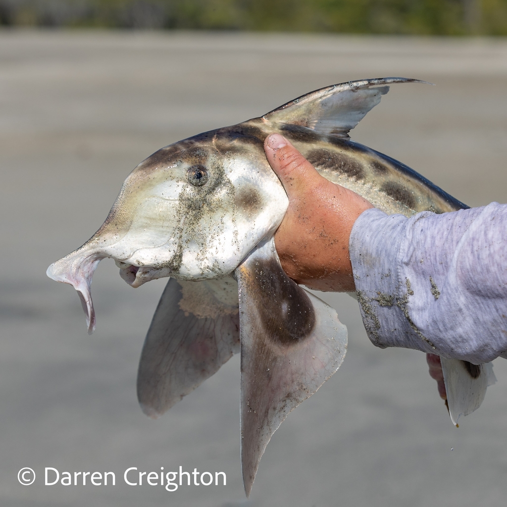 Australian Elephantfish from West Coast, New Zealand on January 22 ...