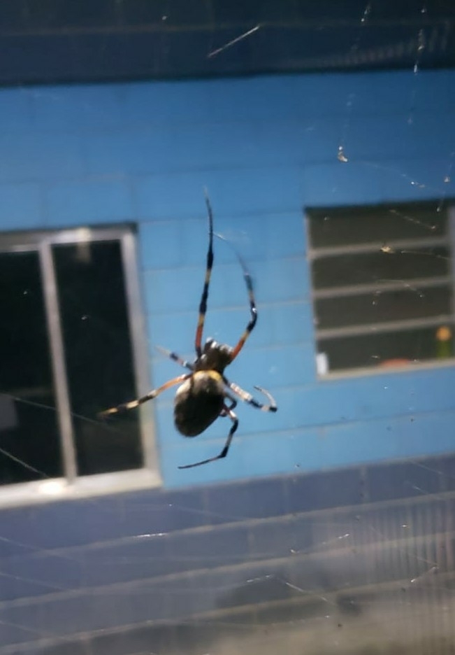 African Hermit Spider from Ilha Barnabé on April 2, 2022 by ...