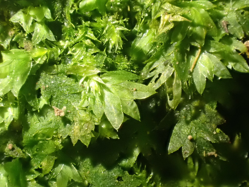 Lesser Pocket-moss from Cornwall, UK on March 28, 2022 at 07:57 AM by ...