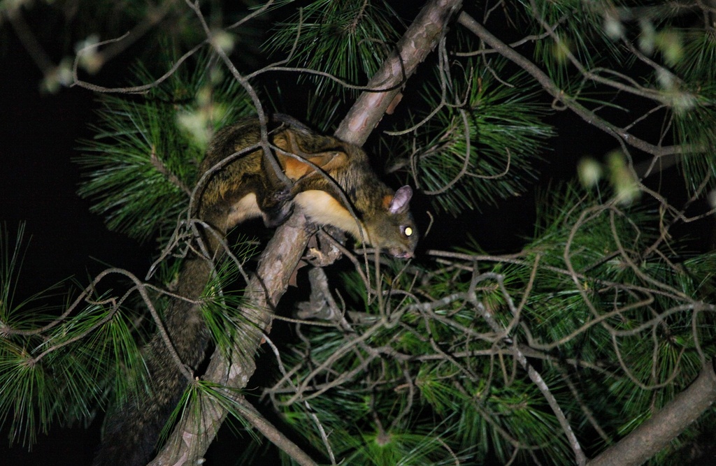 Grey-headed Giant Flying Squirrel in April 2021 by 通通 · iNaturalist