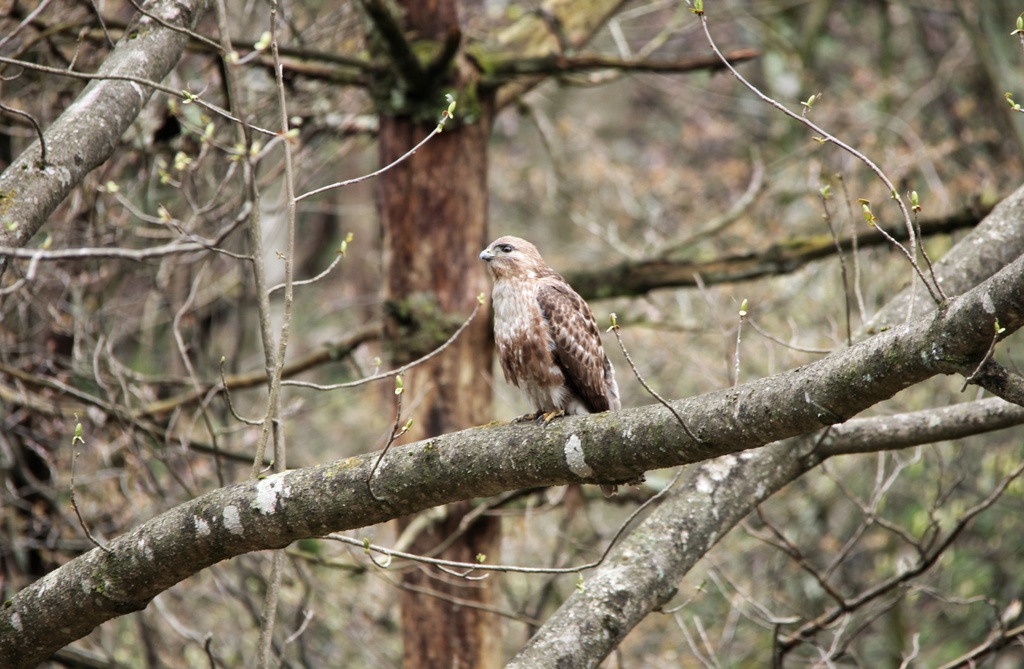 Eastern Buzzard from Yichang, CN-HU, CN on April 5, 2021 at 10:10 AM by ...