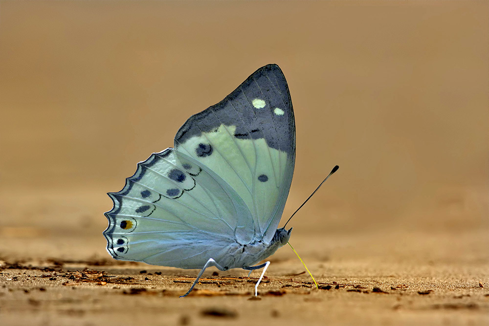 White Emperor from Yangon (South), Myanmar (Burma) on February 15, 2005 ...