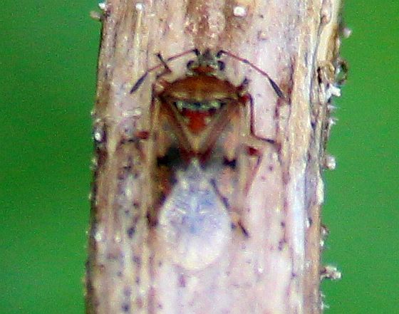 Birch Catkin Bug from Netherton, Dudley, UK on April 2, 2022 at 11:30 ...