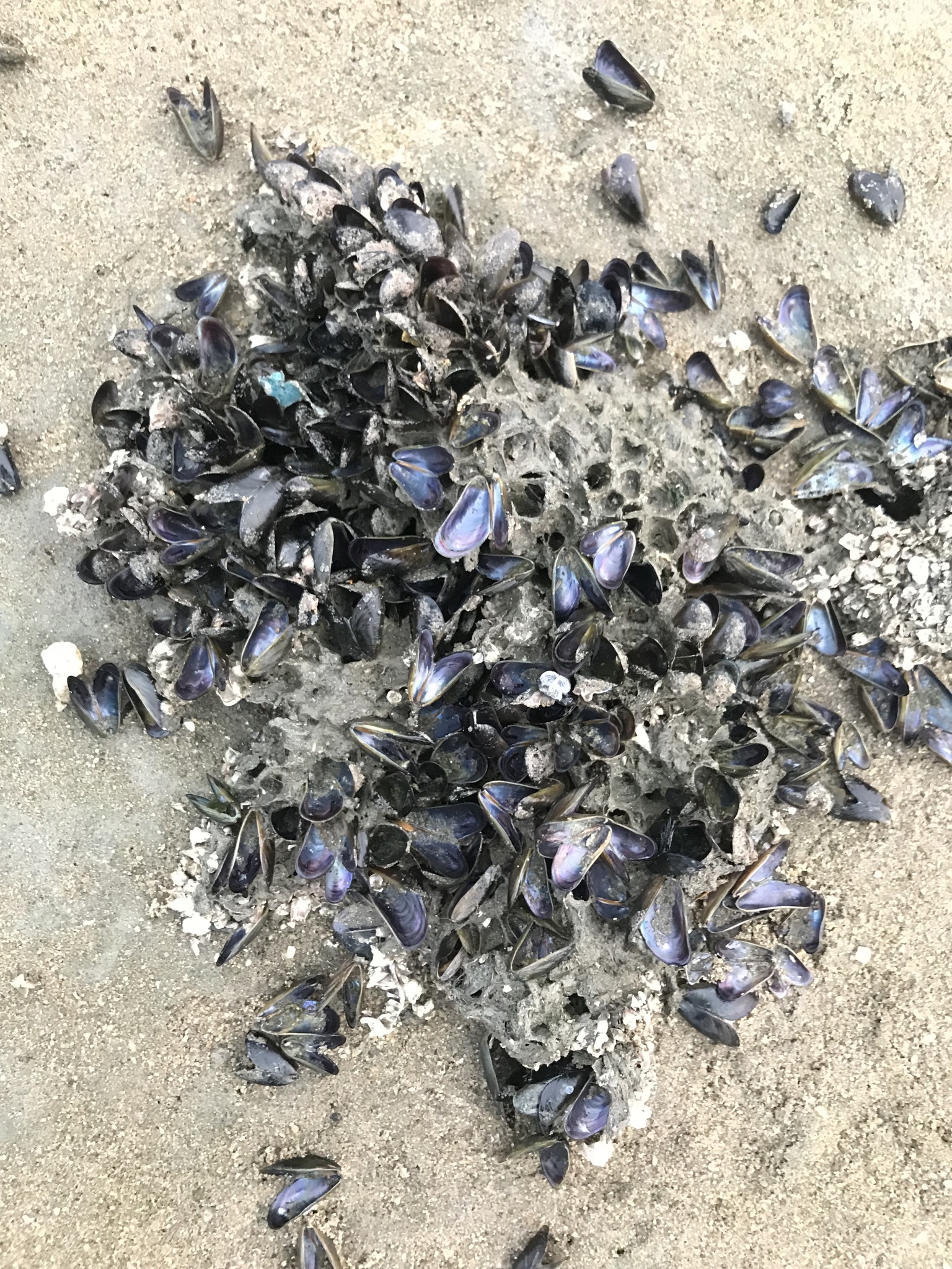 Perna viridis (Linnaeus, 1758)