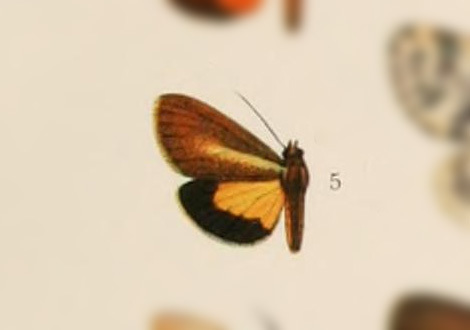 Virbia strigata · NaturaLista Colombia