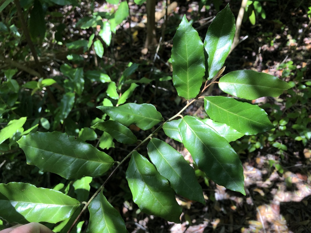 thorny olive from Hamilton, BM on March 31, 2022 at 02:34 PM by James ...