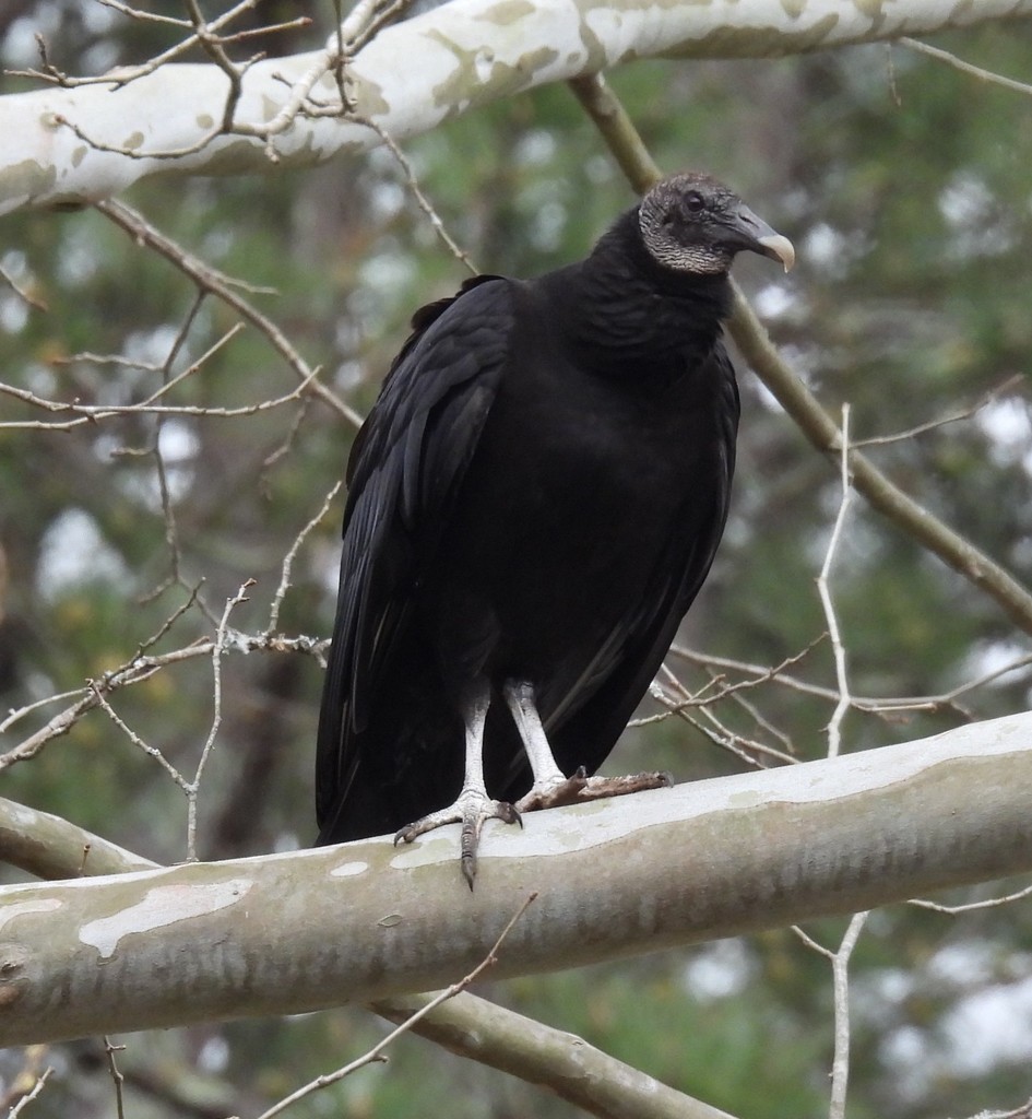 Black Vulture from Co. Rd. 818, Cullman County, AL, USA on March 31 ...
