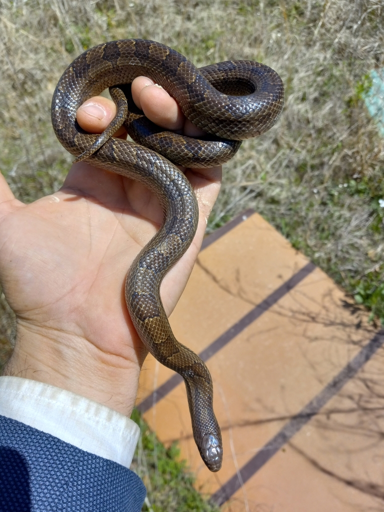 Prairie Kingsnake from Marshall on March 31, 2022 at 12:43 PM by Ellis ...