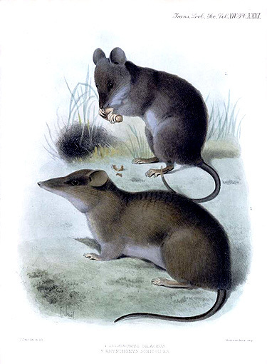 Luzon Striped Rats (Chrotomys) - Know Your Mammals
