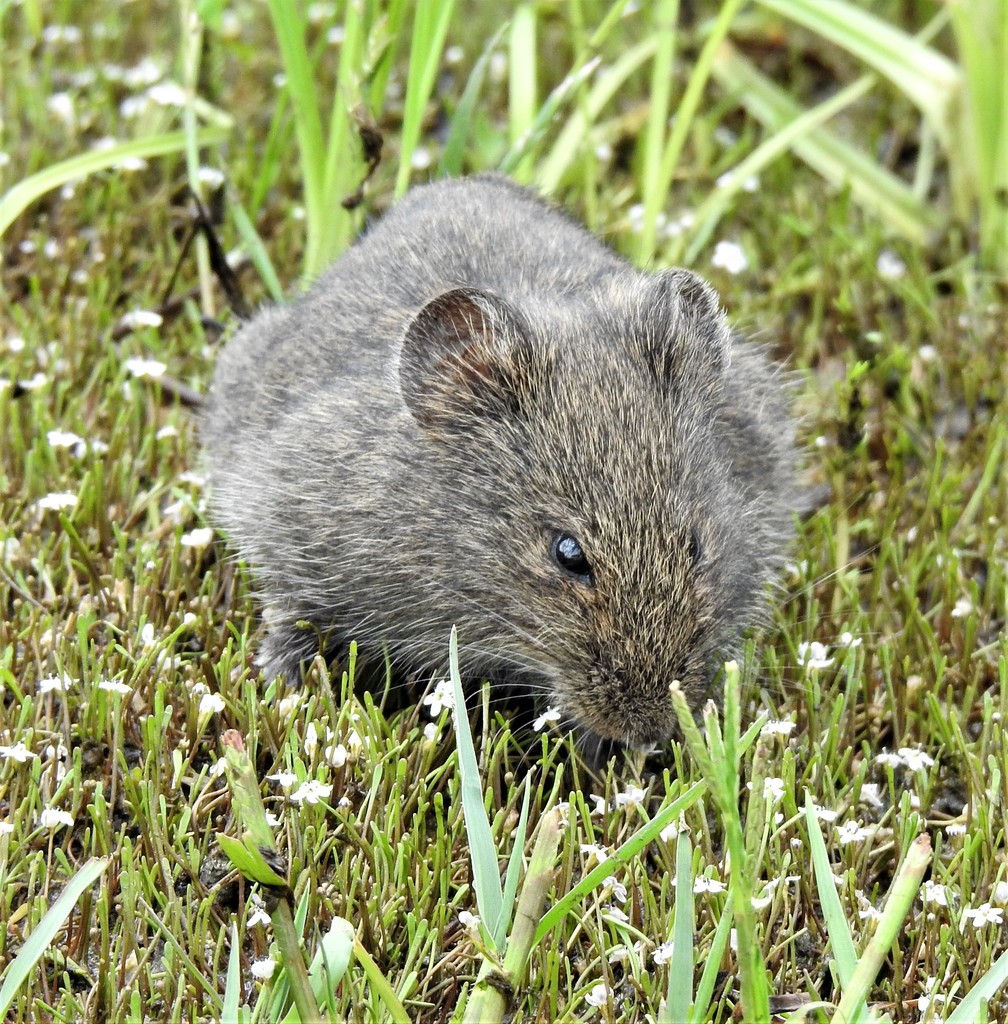 Southeastern Vlei Rat from Golden Gate Highlands National Park, South ...