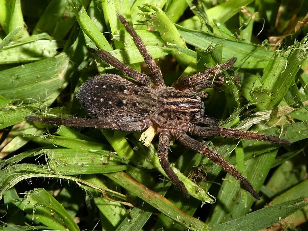 Little Tarantula from New South Wales, Australia on March 25, 2022 at ...