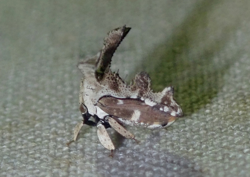 Notocera cerviceps · iNaturalist