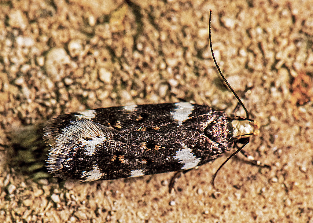 Redbud Leaffolder Moth from Canyon Lake, TX, USA on April 1, 2022 at 10 ...