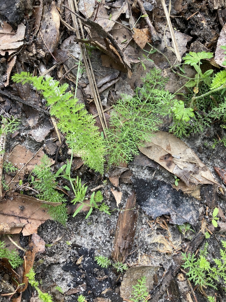 common yarrow from University of Florida, Gainesville, FL, US on April ...