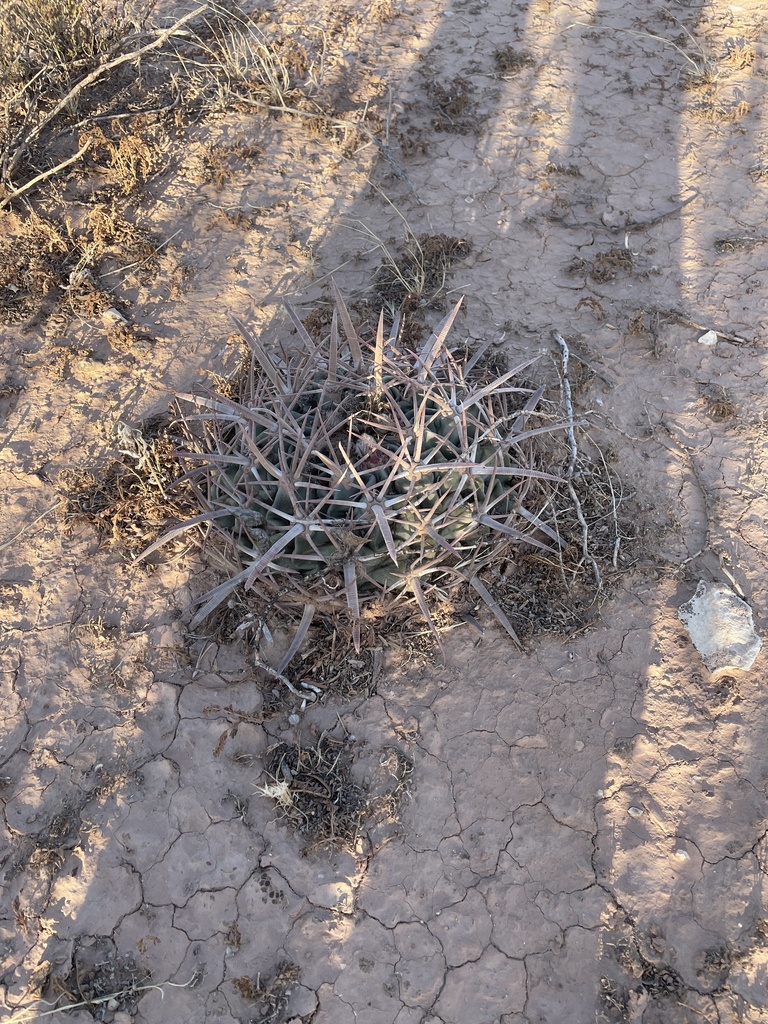 Horse Crippler Cactus in March 2022 by Joe Bakker · iNaturalist