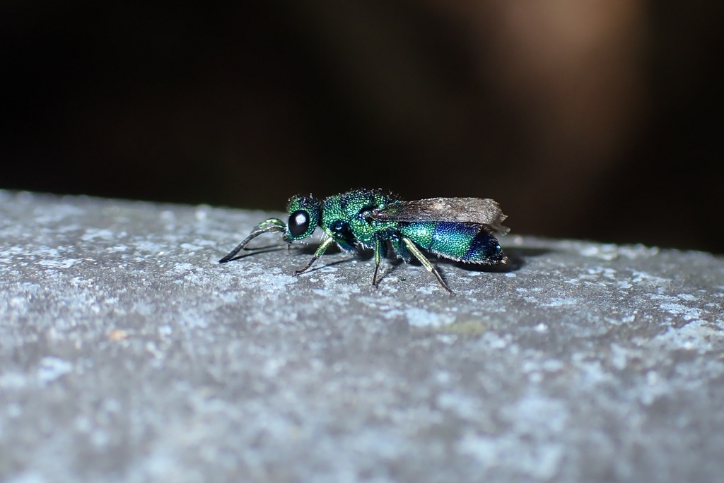 Chrysidini from 香港大欖 on March 31, 2022 at 02:56 PM by Kit Law · iNaturalist
