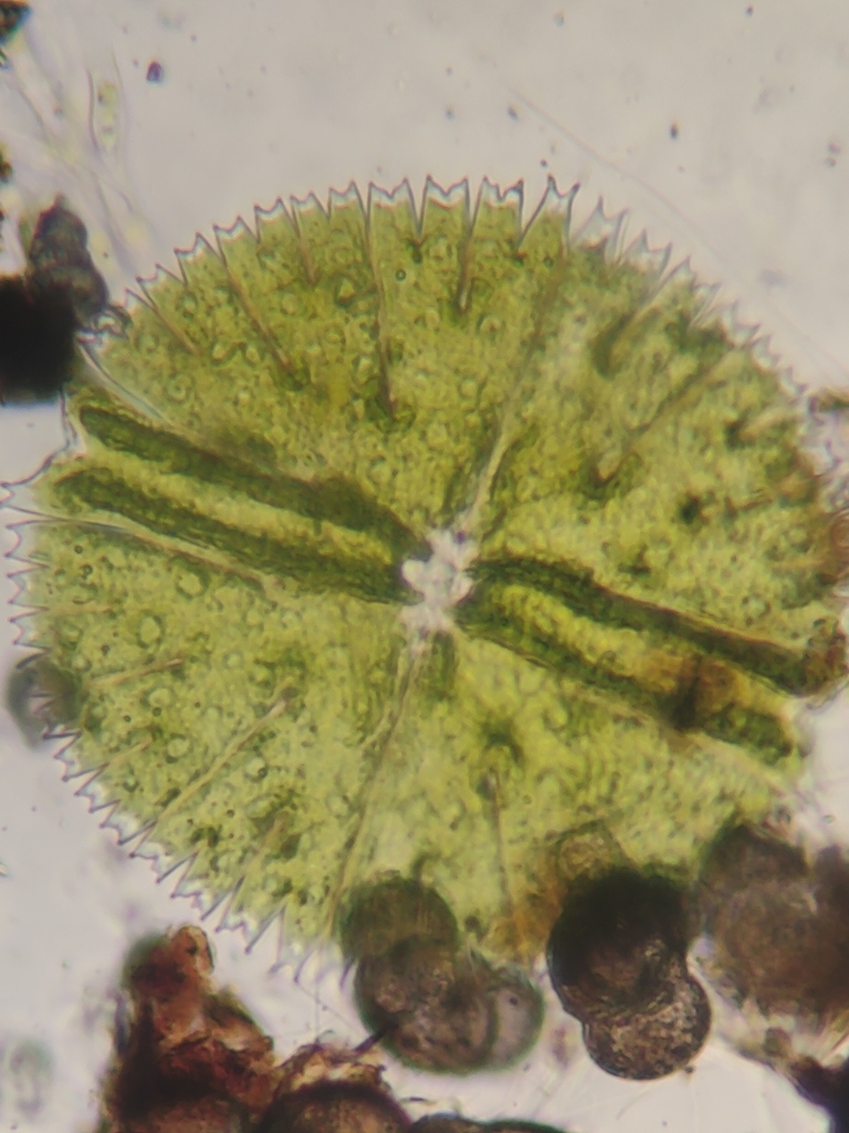 Micrasterias rotata from Smyrna, GA, USA on March 30, 2022 at 01:38 PM ...