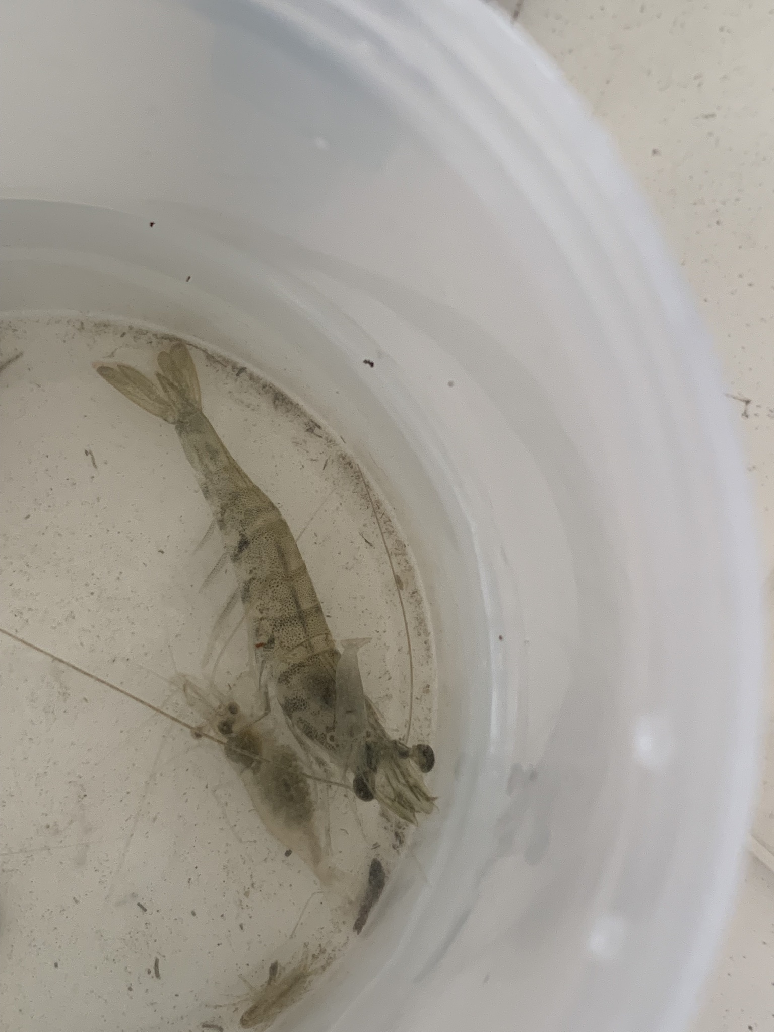 Penaeus setiferus (Linnaeus, 1767)