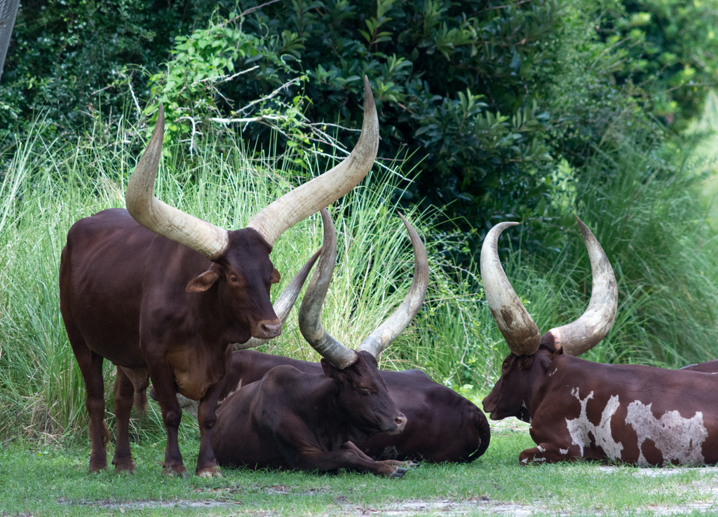 Watusi (Especies y subespecies (Global)) · iNaturalist