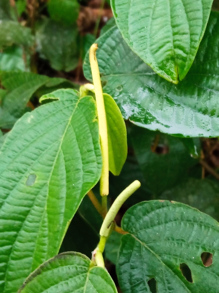 pepper plants from GXXH+M6J, Orellana, Ecuador on March 29, 2022 at 10: ...