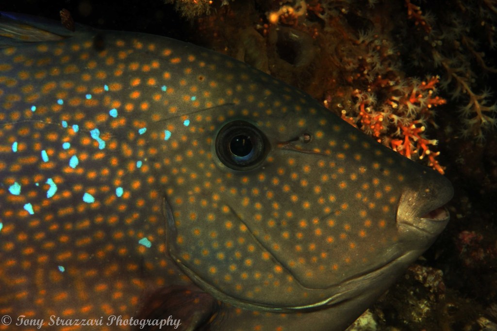 Spotted Sawtail (Prionurus maculatus) - Marine Life Identification