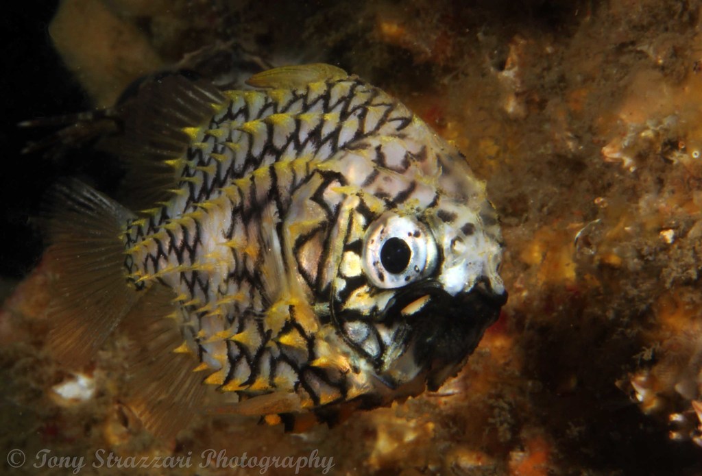Australian Pineapplefish (Cleidopus gloriamaris) - Marine Life ...