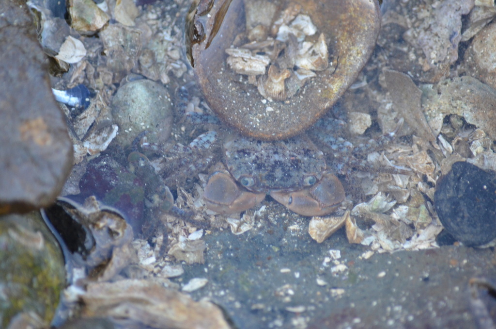 Yellow Shore Crab from Ladysmith, BC, Canada on February 25, 2022 at 05 ...