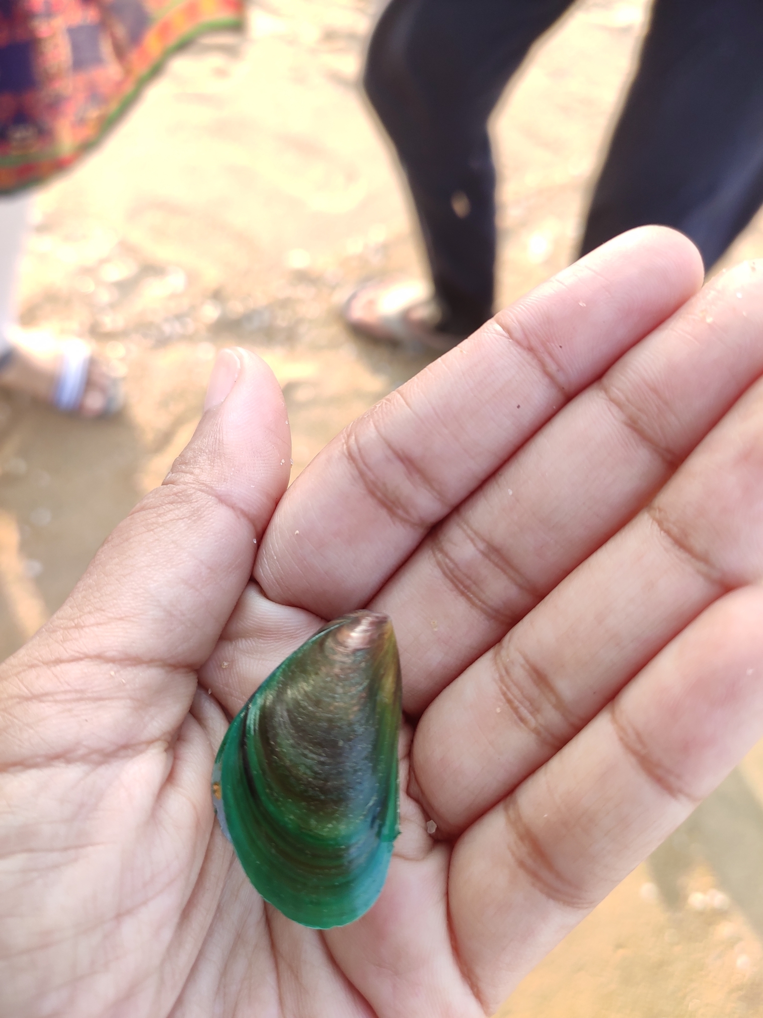 Perna viridis (Linnaeus, 1758)