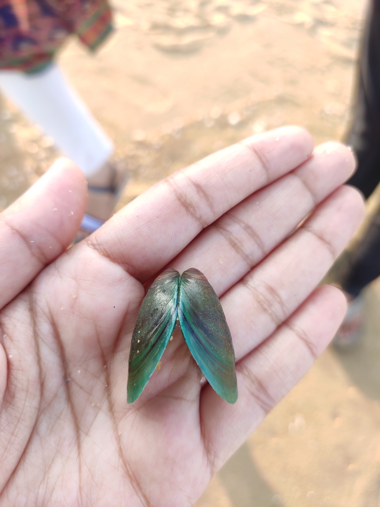 Perna viridis (Linnaeus, 1758)