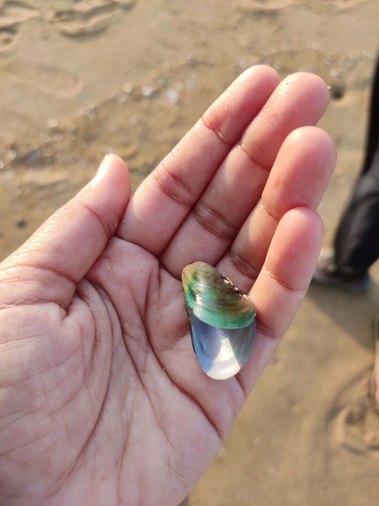 Perna viridis (Linnaeus, 1758)