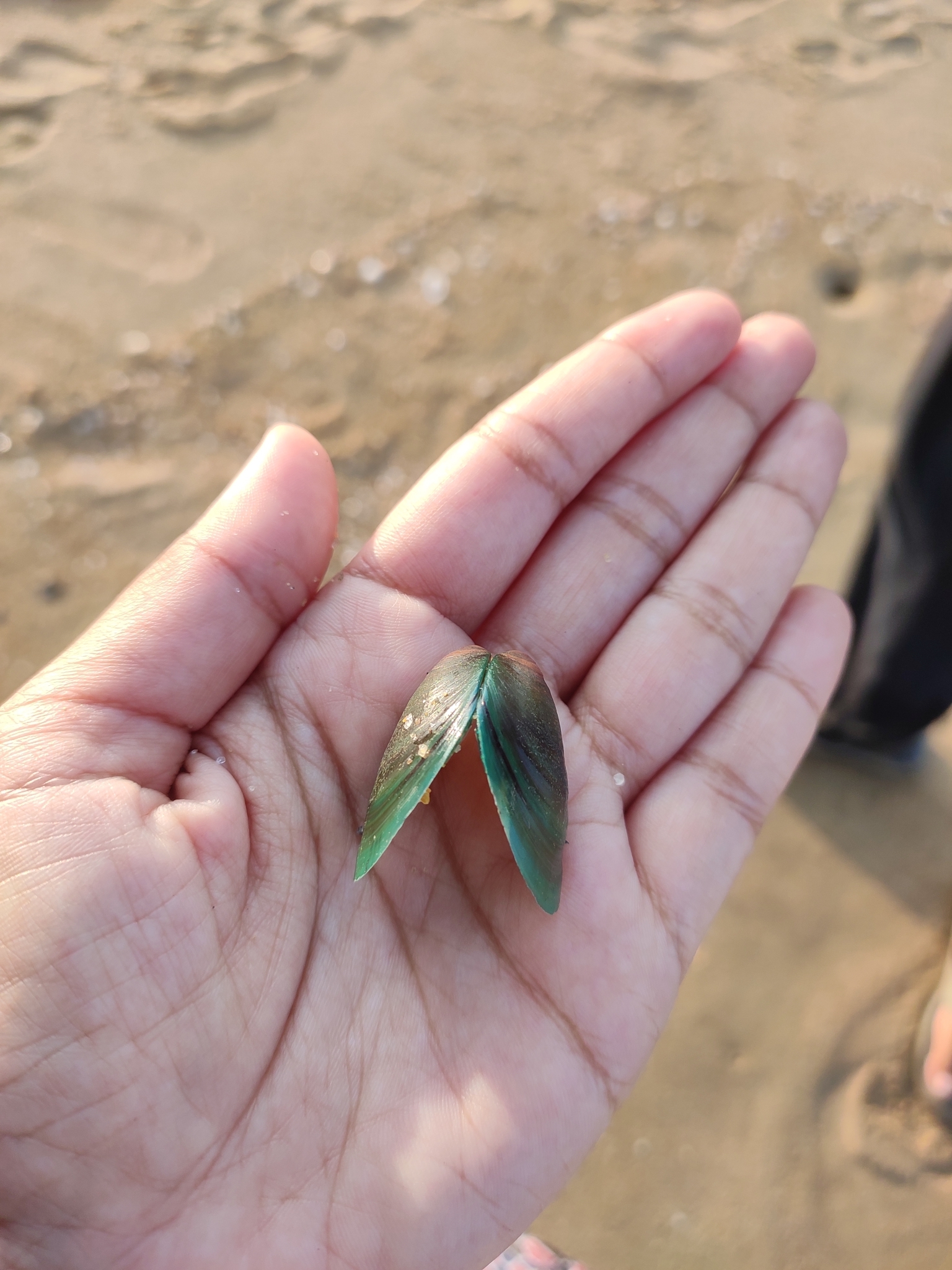 Perna viridis (Linnaeus, 1758)