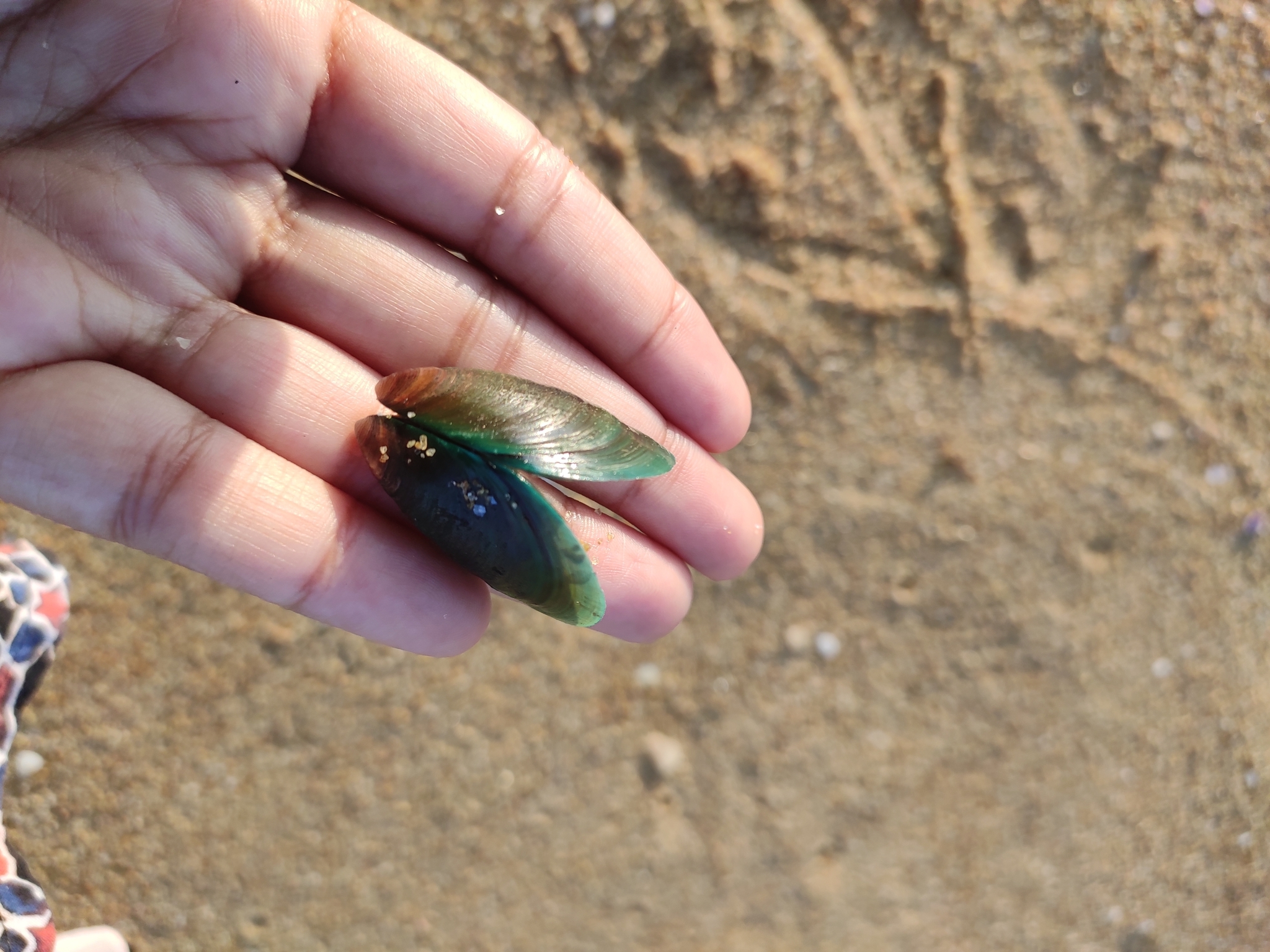 Perna viridis (Linnaeus, 1758)