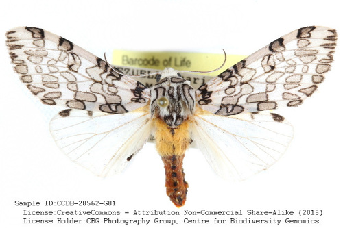 Hypercompe cermelii · iNaturalist